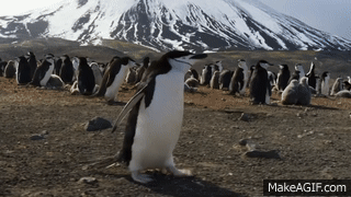 Tripping Penguin | Planet Earth II on Make a GIF