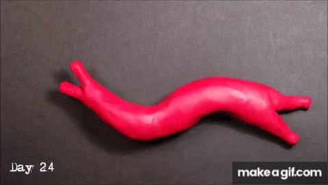 Heart Embryology Animation on Make a GIF