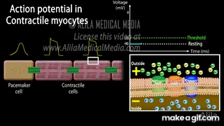 Cardiac Action Potential, Animation. on Make a GIF