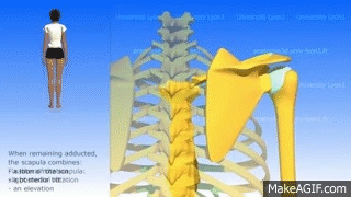 Movements of the Scapula on Make a GIF