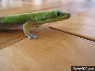 Hawaii Gecko Licks its Eye! on Make a GIF