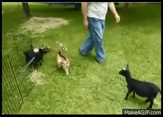 Goat Gif