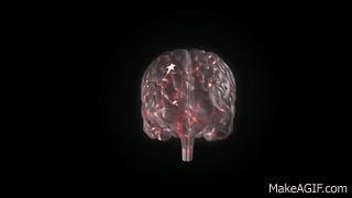 Neurons and What They Do ~ An Animated Guide on Make a GIF