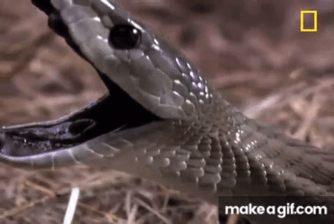 Black Mamba vs. The World | National Geographic on Make a GIF