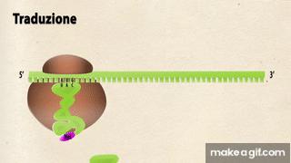 La Traduzione Del DNA In Breve on Make a GIF