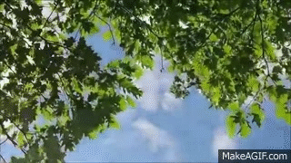 Trees Blowing In The Wind Gif