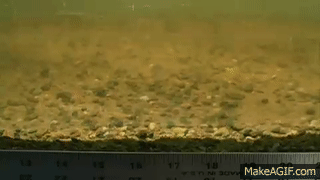 Sediment Transport, 100 g/m/s (3.8 mm & 0.55 mm) on Make a GIF