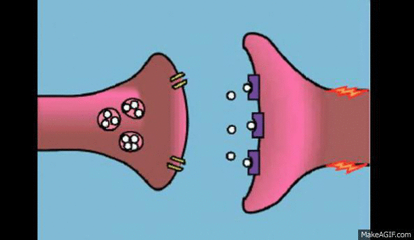 Neurotransmission Animation