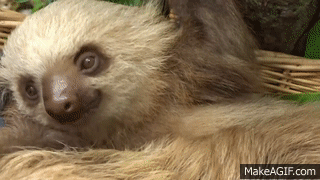 Sloth Boxing Animated Gif Boxing Dog By Sleepysealion On DeviantArt