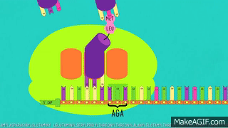 DNA, Hot Pockets, & The Longest Word Ever: Crash Course Biology #11 on ...