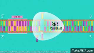DNA, Hot Pockets, & The Longest Word Ever: Crash Course Biology #11 on ...