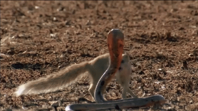 Мангуст против змеи | Мангуст против кобры | Mongoose vs snake on Make ...