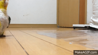 Funny parrot stomping around like its mad. Full HD best video!! on Make ...