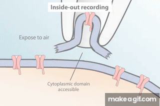 The Patch Clamp Method on Make a GIF