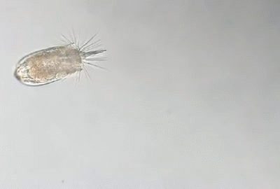 myoanatomy of Loricifera on Make a GIF