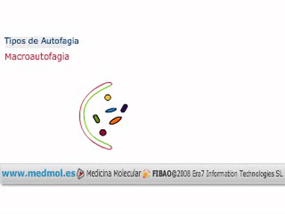 Medicina Molecular de FIBAO: Tipos de autofagia macroautofagia on Make ...