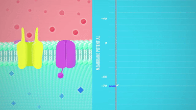 The Nervous System, Part 2 - Action! Potential!: Crash Course A&P #9 on ...
