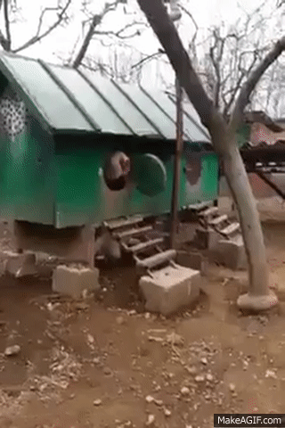 The biggest rooster you've ever seen!! One big rooster/chicken! on Make ...