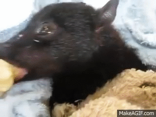 Baby Bat Eating Banana Gif