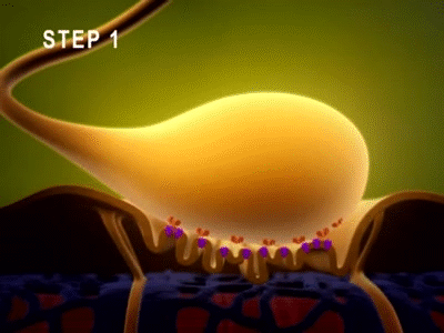 Muscle Contraction Part 1: Events at the Neuromuscular Junction on Make ...