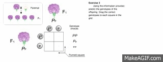 Mendel's Laws of Heredity on Make a GIF