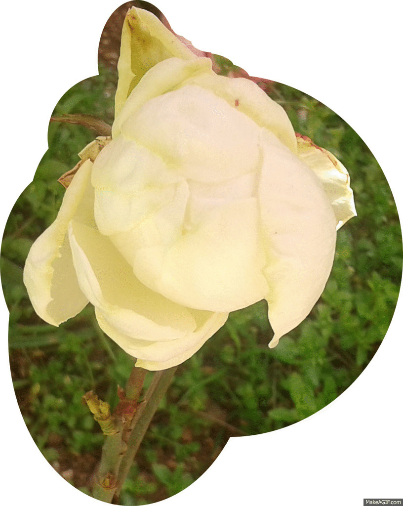dancing_rose on Make a GIF