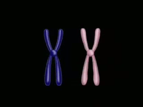 Crossing Over MEIOSIS 1 min on Make a GIF