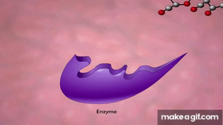 Enzyme Action and the Hydrolysis of Sucrose on Make a GIF