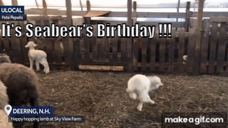 Watch: Happy jumping lamb at Sky View Farm in Deering on Make a GIF