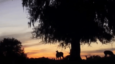 Deer Documentary BBC 2015 - BEST Wild Animals Documentary National ...