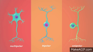 Types of Neurons on Make a GIF