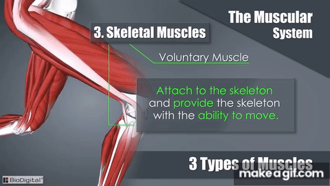 The Muscular System Explained In 6 Minutes on Make a GIF