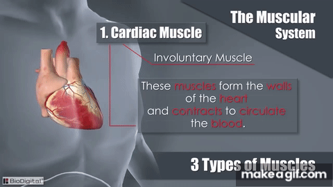 The Muscular System Explained In 6 Minutes on Make a GIF