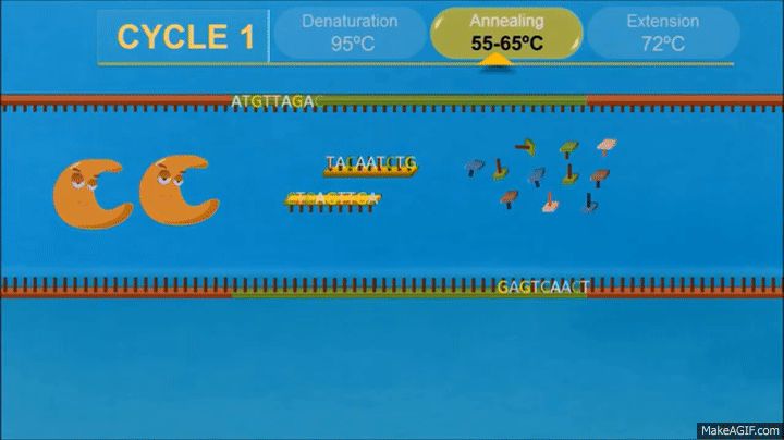 PCR (Polymerase Chain Reaction) on Make a GIF