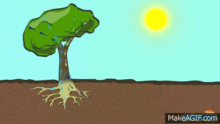 Learn About Respiration In Plants on Make a GIF