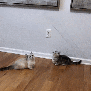 Short-Legged Cats | Funny Cat GIFs on Make a GIF