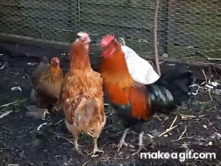 Chicken fight on Make a GIF