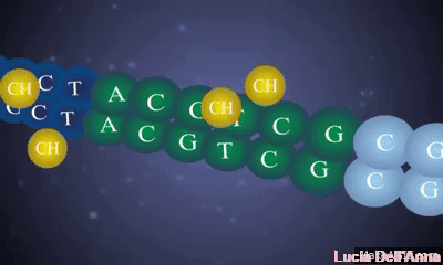 Dna Methylation AND Decitabine on Make a GIF