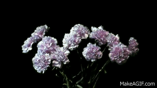 Purple Phase / Part of Youtube music video by Lee Lawless on Make a GIF