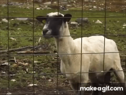 10 Hours of The Screaming Sheep on Make a GIF