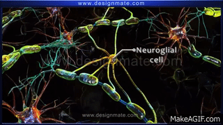 Science - Structure of Neuron on Make a GIF