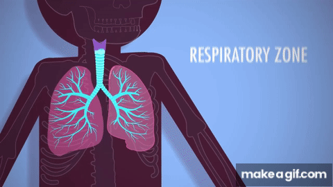 Respiratory System, Part 1: Crash Course A&P #31 on Make a GIF