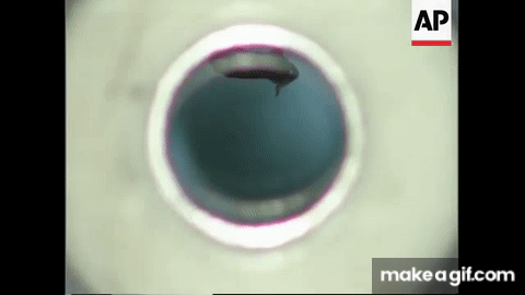 NETHERLANDS: BRITISH & DUTCH SCIENTISTS MAKE FROG FLOAT IN MID-AIR on ...
