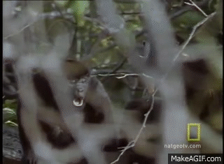 Howler Monkey on Make a GIF