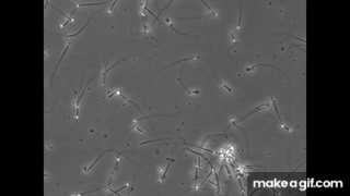Mouse sperm motility on Make a GIF