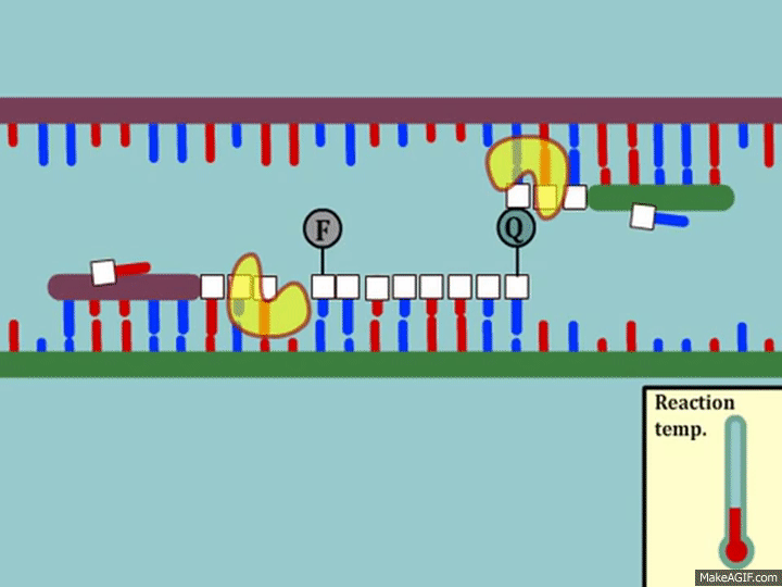 Polymerase Chain Reaction Animation Video: PCR