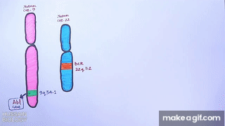 bcr-abl Translocation Mechanism | Philadelphia Chromosome on Make a GIF