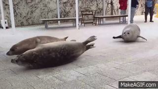 Seal Animated Gif
