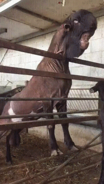 Damask Goat is Alien Looking | Funny Cat GIFs on Make a GIF