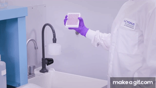 Washing Technique for Microtiter Plate - ELISA on Make a GIF